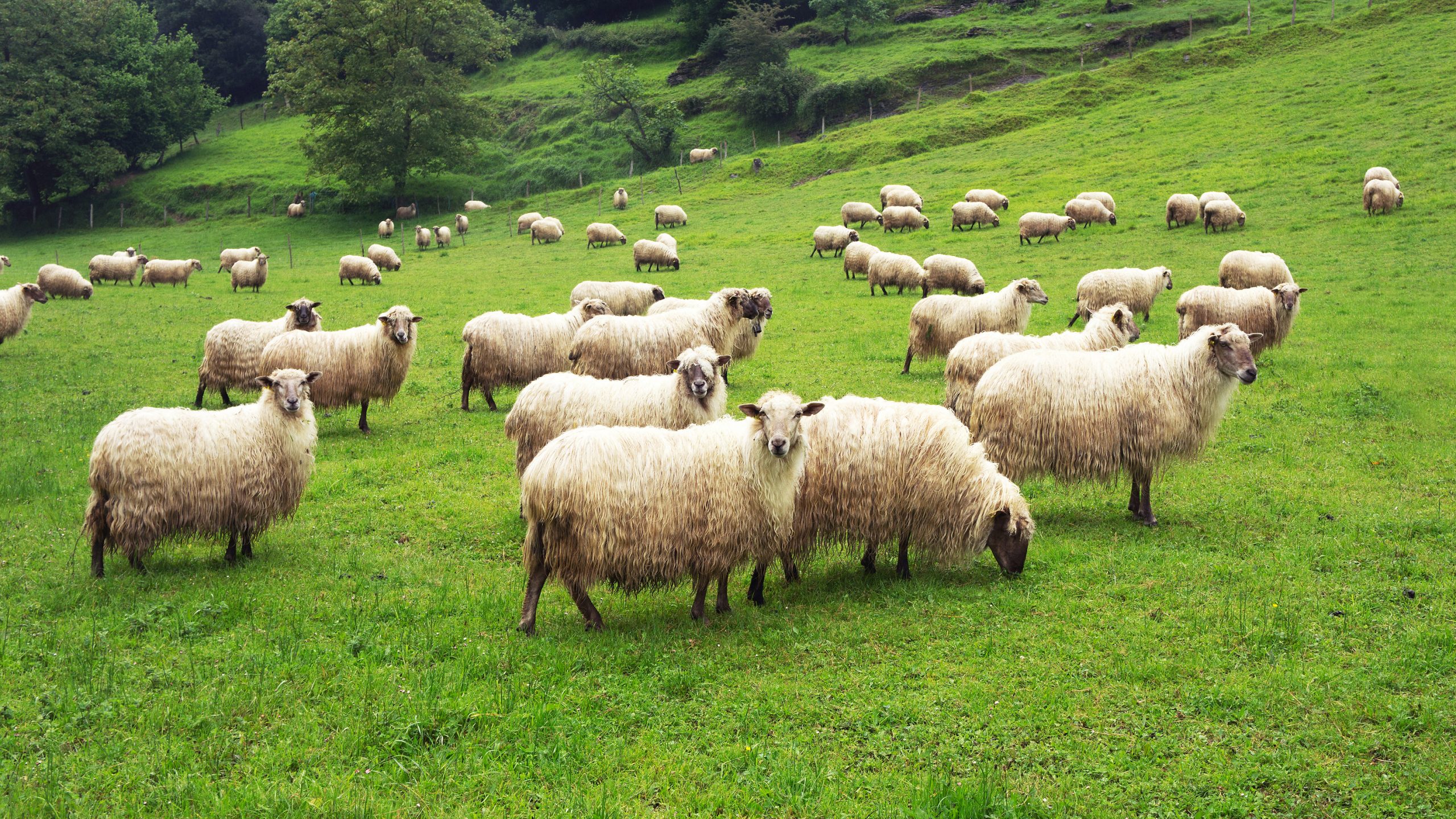 Agricultural and animal feeds | Owens Farm Solutions